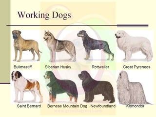 Unit-8_Classification_of_breeds_and_breeding_of_dogs.pptx | Dogs | Pets