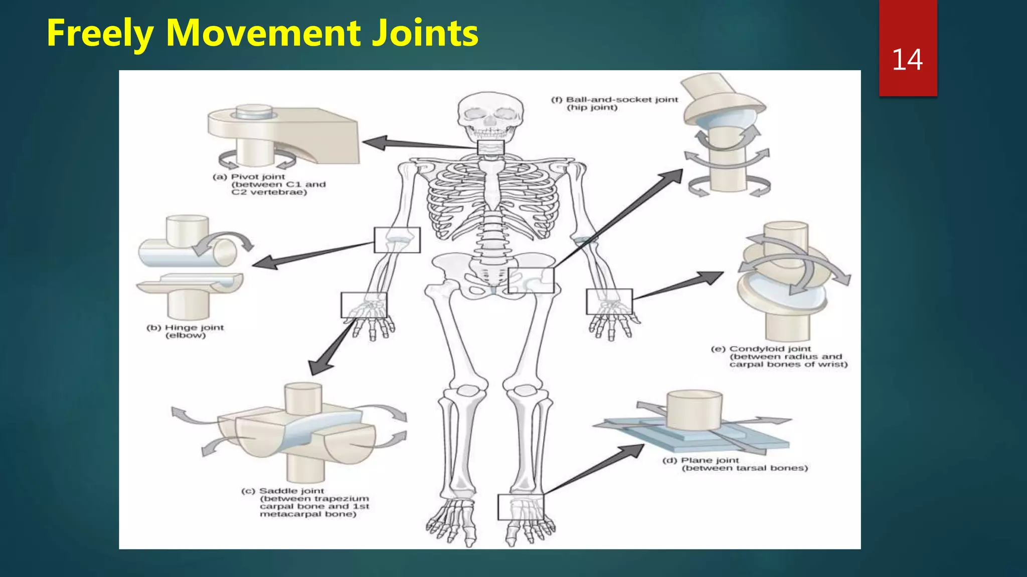 UNIT - 8 Fundamentals of Anatomy and Physiology and Kinesiology in ...