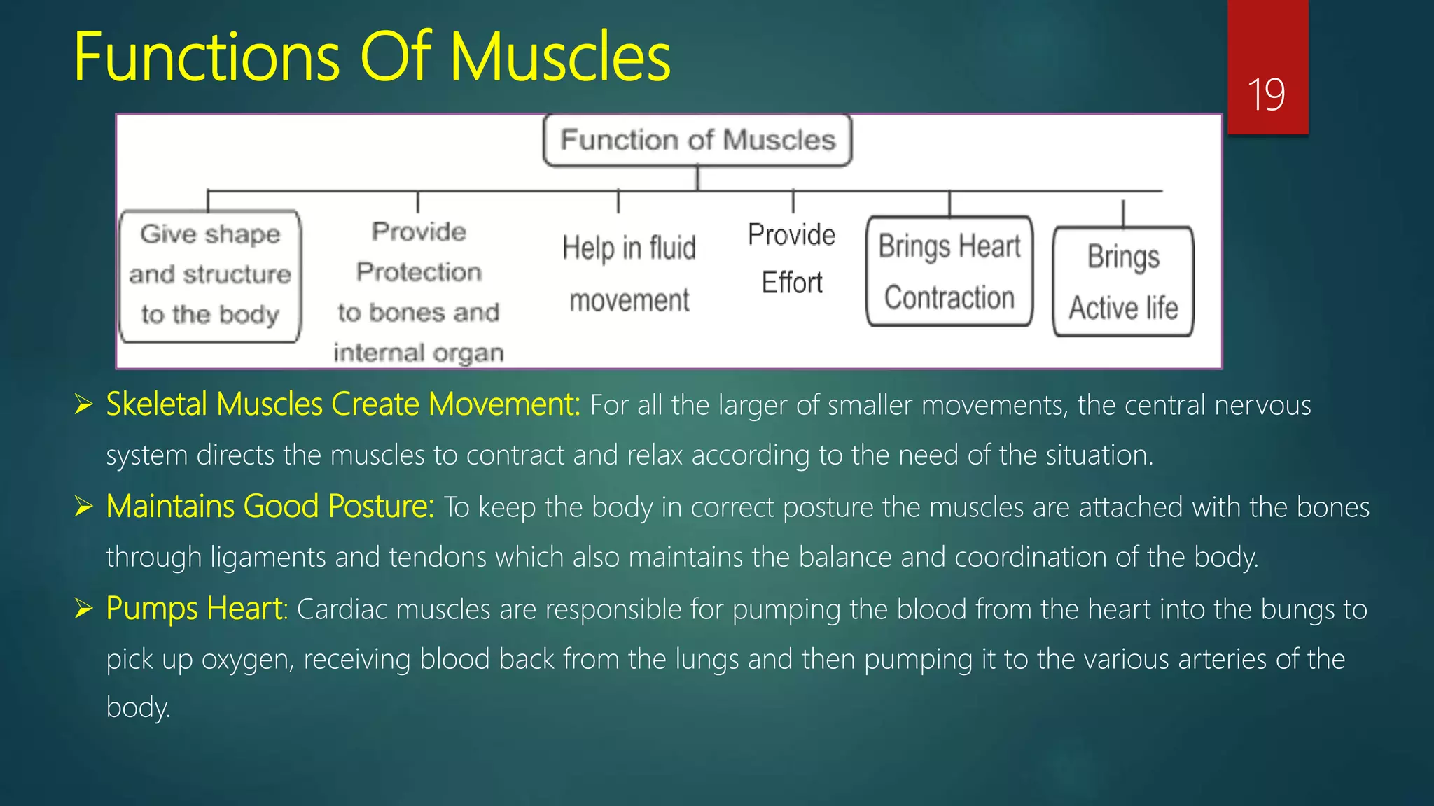 UNIT - 8 Fundamentals of Anatomy and Physiology and Kinesiology in ...