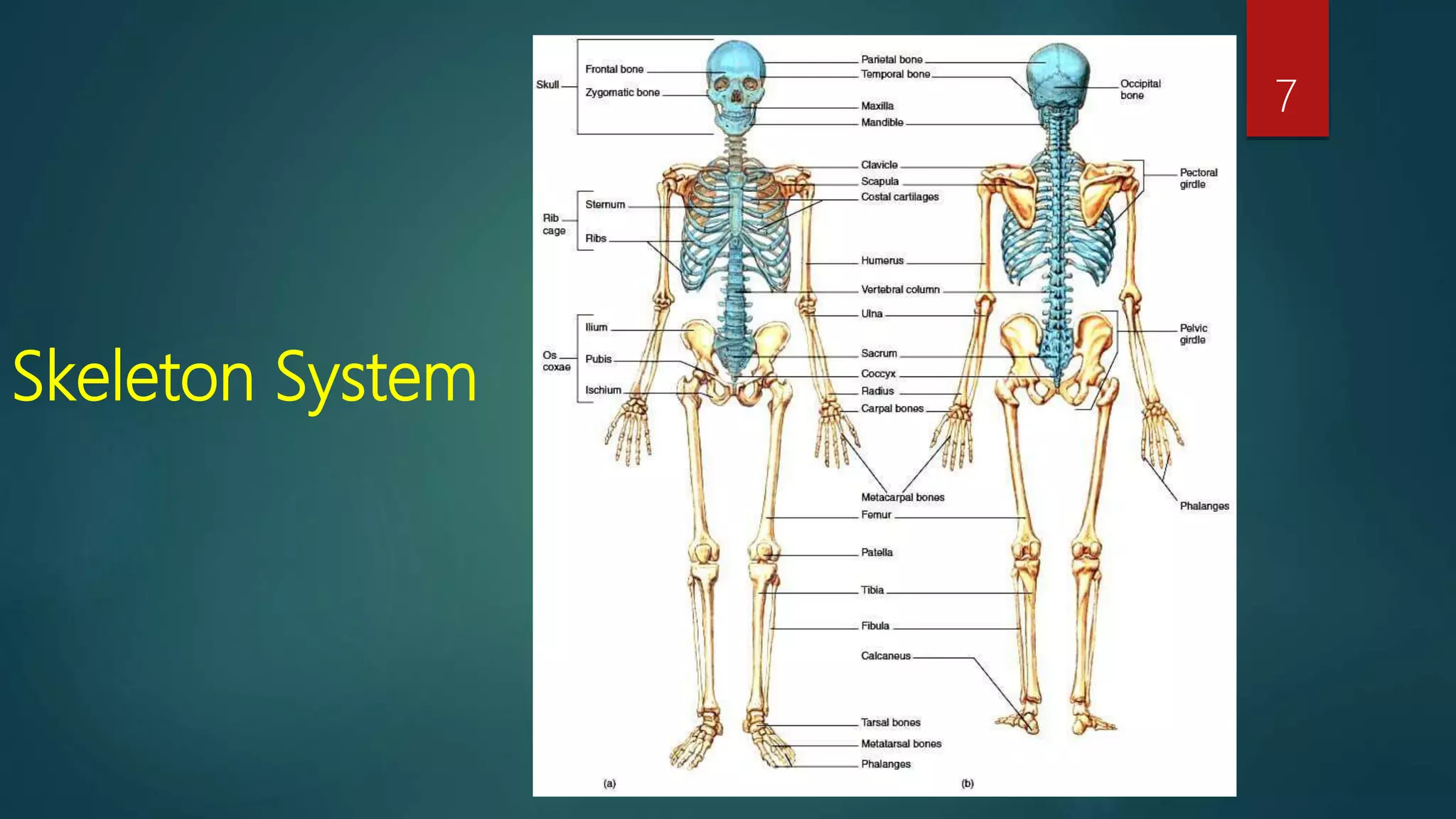 UNIT - 8 Fundamentals of Anatomy and Physiology and Kinesiology in ...