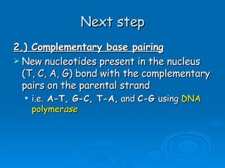 Unit B5 6 Dna Replication | PPT