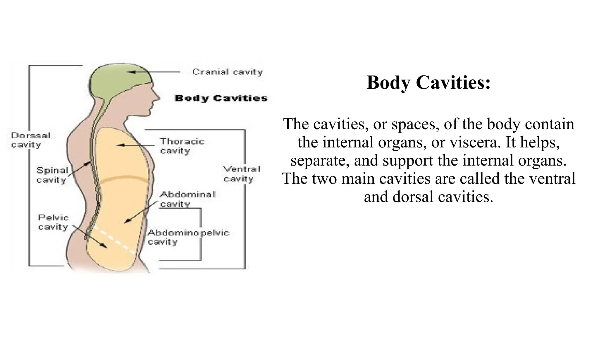 Unit-I, A&P.pptx introduction to anatomy | PPTX