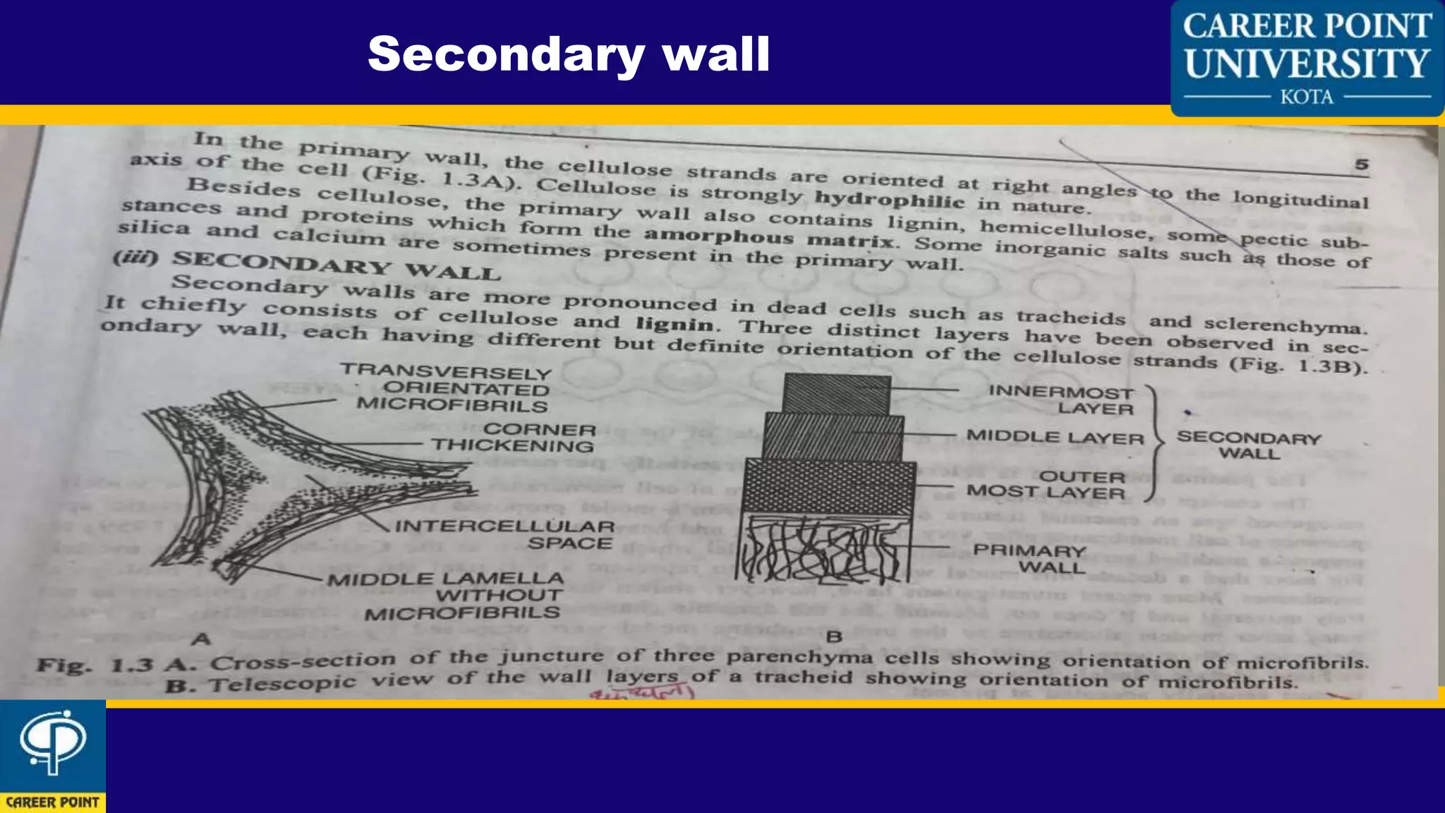 cell wall middle lamella | PPTX
