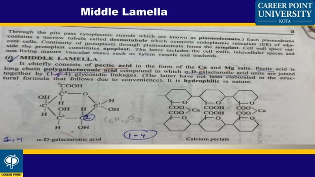 cell wall middle lamella | PPTX