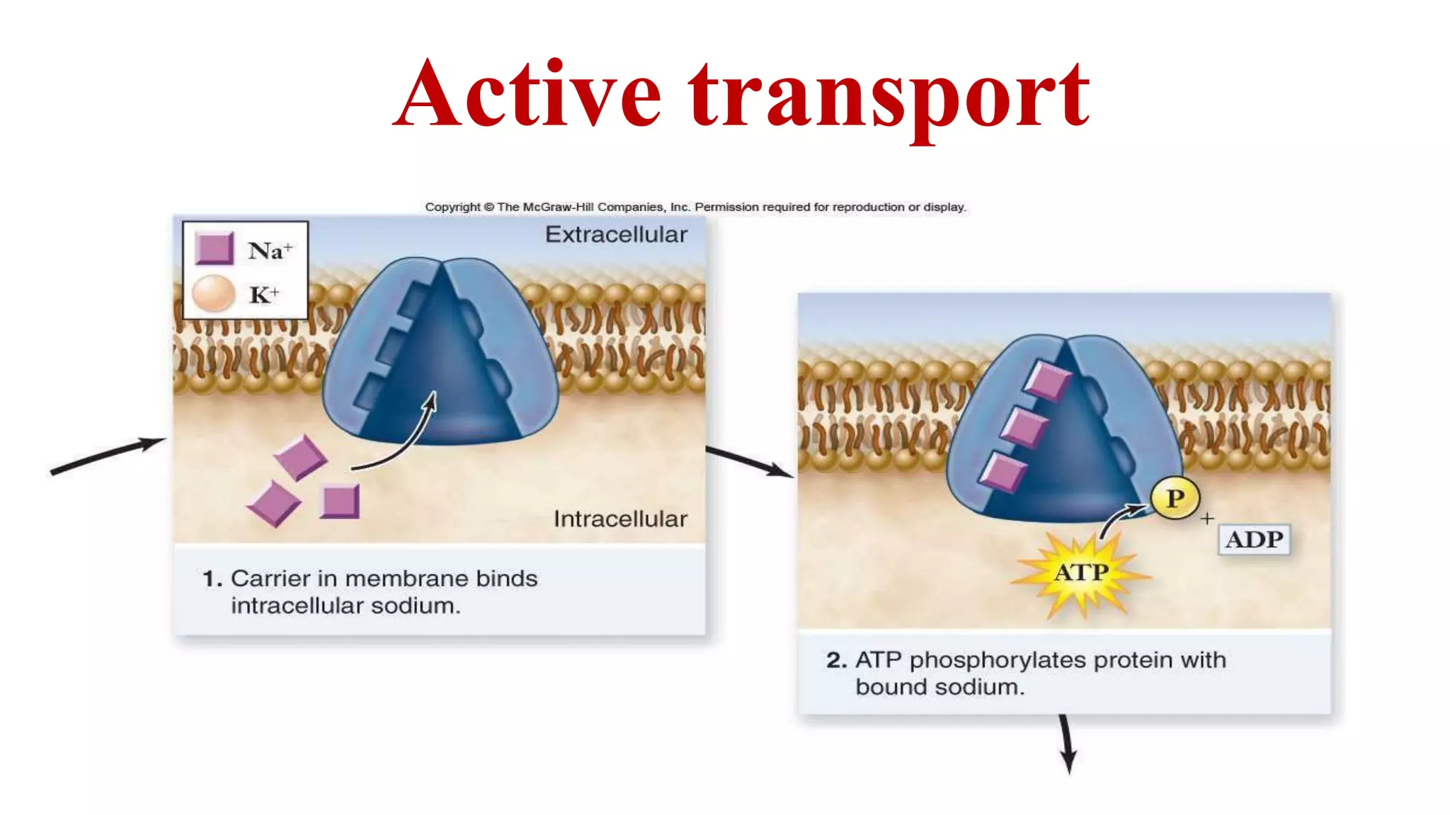 Unit I, chapter-2 Cellular level of organization. | PPTX