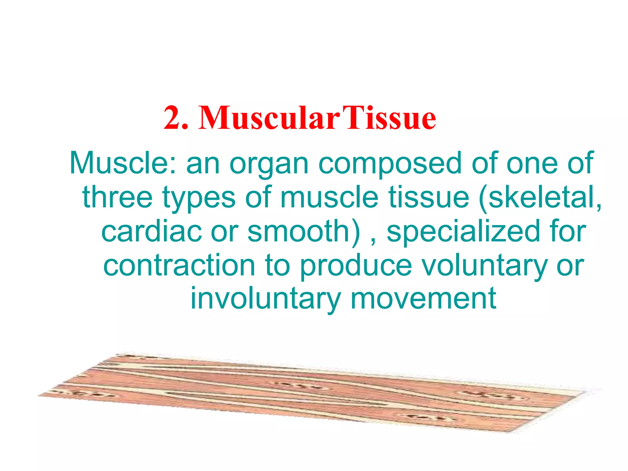 Unit-I, Chapter-3 Tissue level of organization. | PPTX