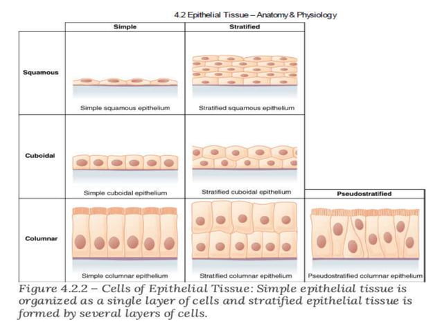 Unit-I, Chapter-3 Tissue level of organization. | PPTX