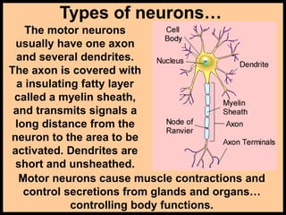 Unit-I, Chapter_1 Nervous System Final PPT.ppt