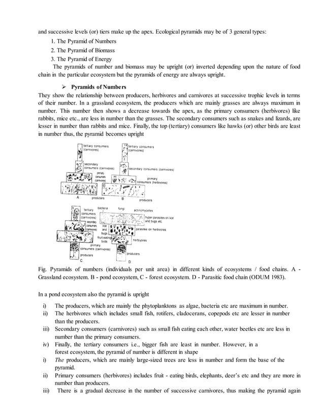 Unit I Ecosystem Pdf