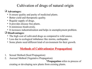 Cultivation and Collection of drugs of natural origin.pptx