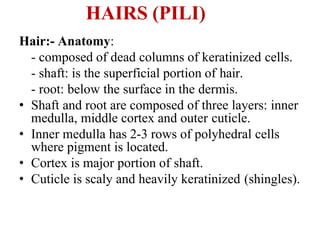 Unit II, Chapter-1-Integumentary System | PPTX