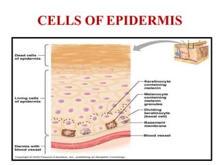 Unit II, Chapter-1-Integumentary System | PPTX
