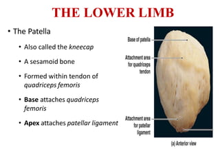 Unit ii, chapter-2- skeletal system | PPTX