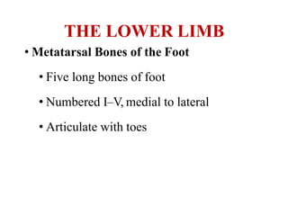 Unit ii, chapter-2- skeletal system | PPTX
