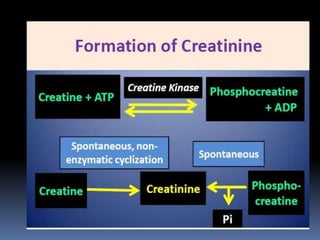 Unit-II, Chapter_1.2- Creatinine.ppt