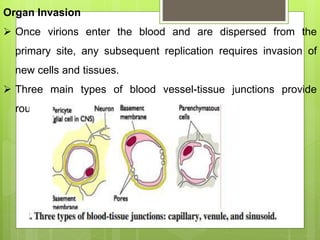 host and virus interaction | PPTX