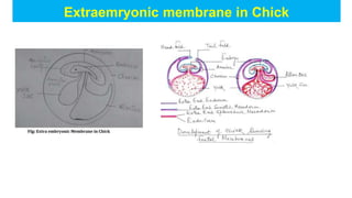 Extick anra Embryonic membrane in Chd Placenta in Mammals | PPTX