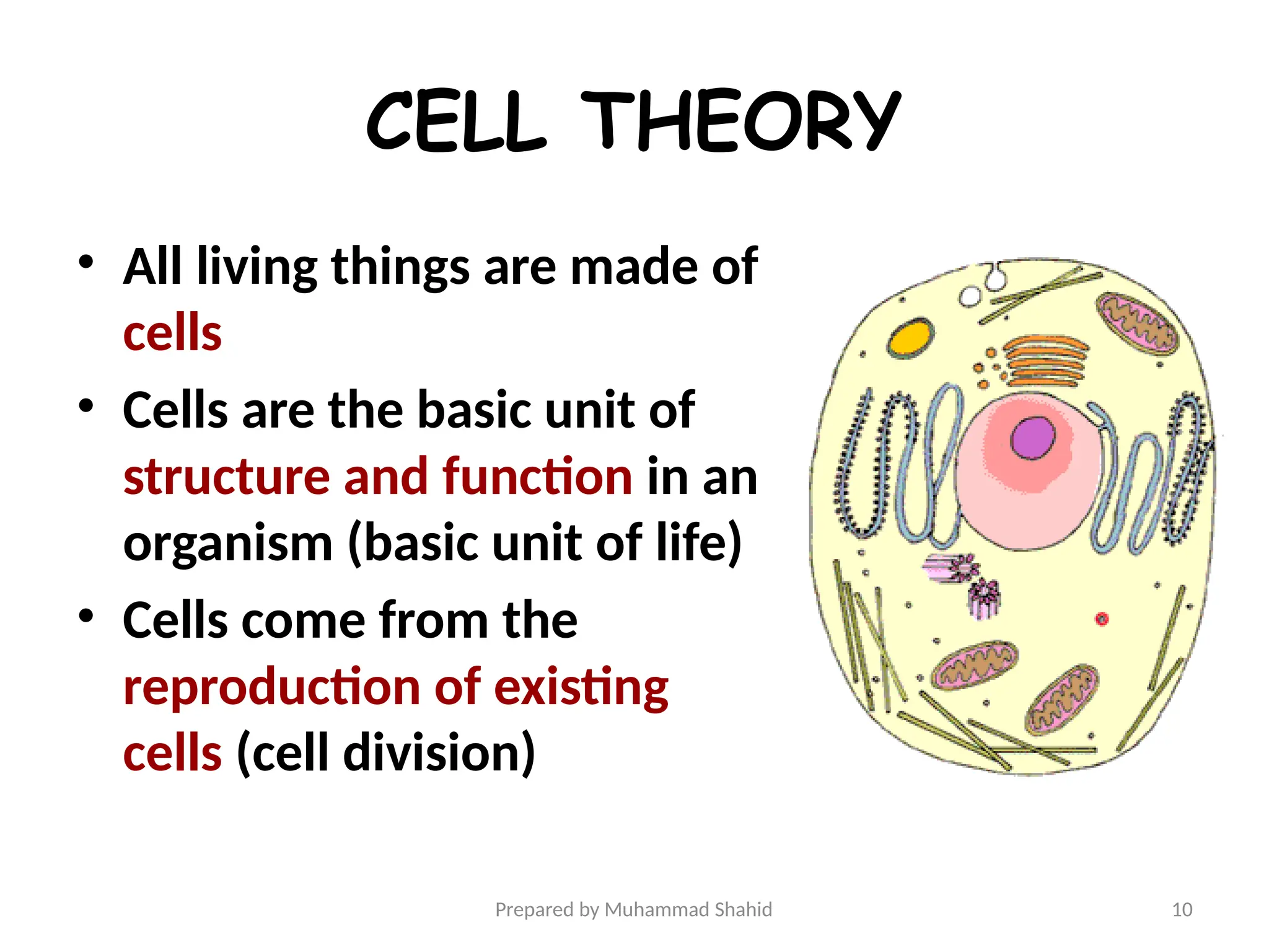 Anatomy and physiology of Cell, structure, cell cycle | PPTX