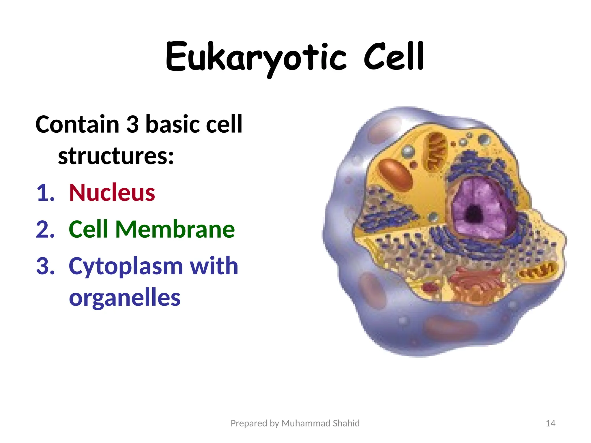Anatomy and physiology of Cell, structure, cell cycle | PPTX