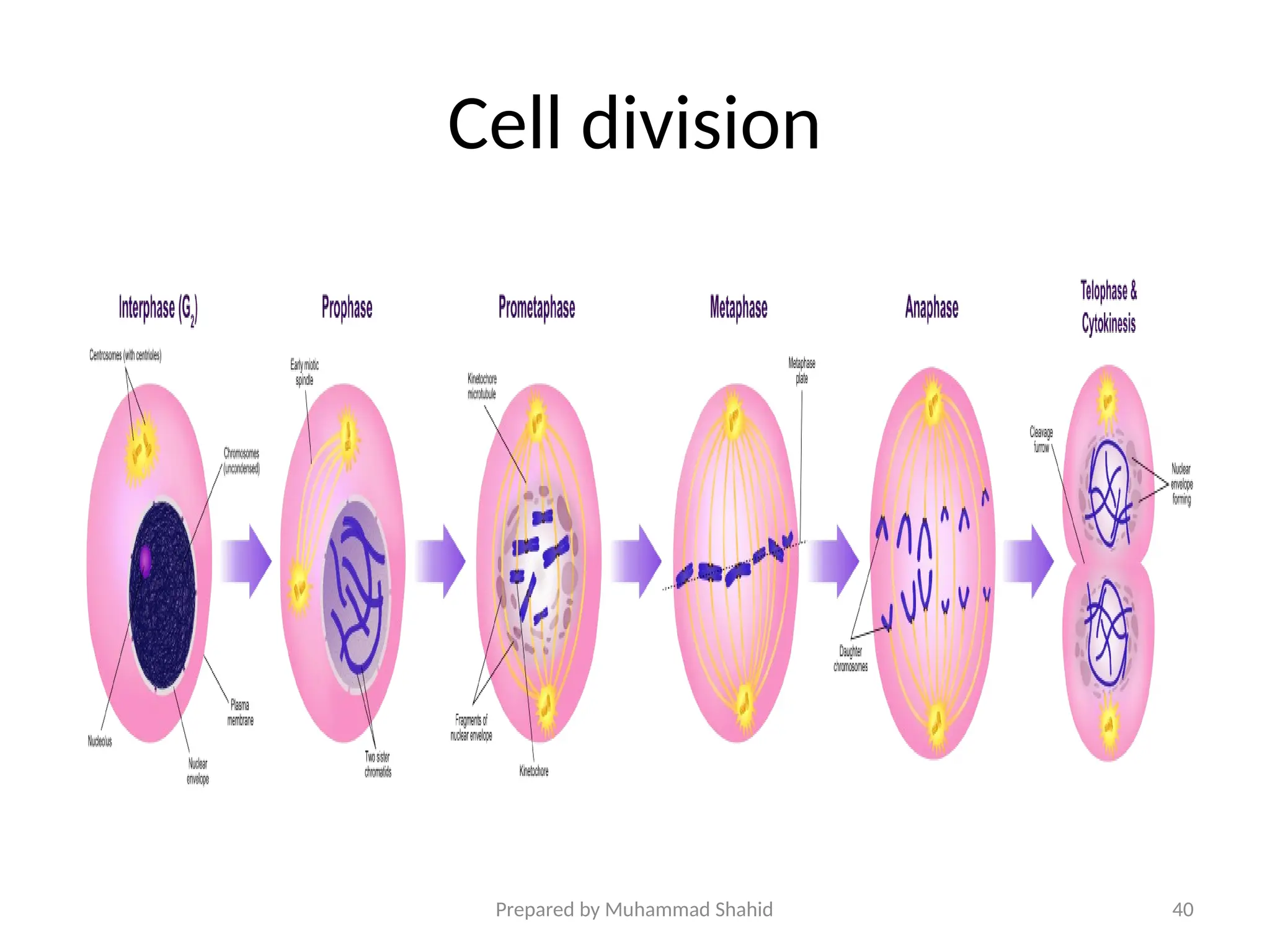 Anatomy and physiology of Cell, structure, cell cycle | PPTX