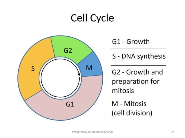 Anatomy and physiology of Cell, structure, cell cycle | PPT | Free Download