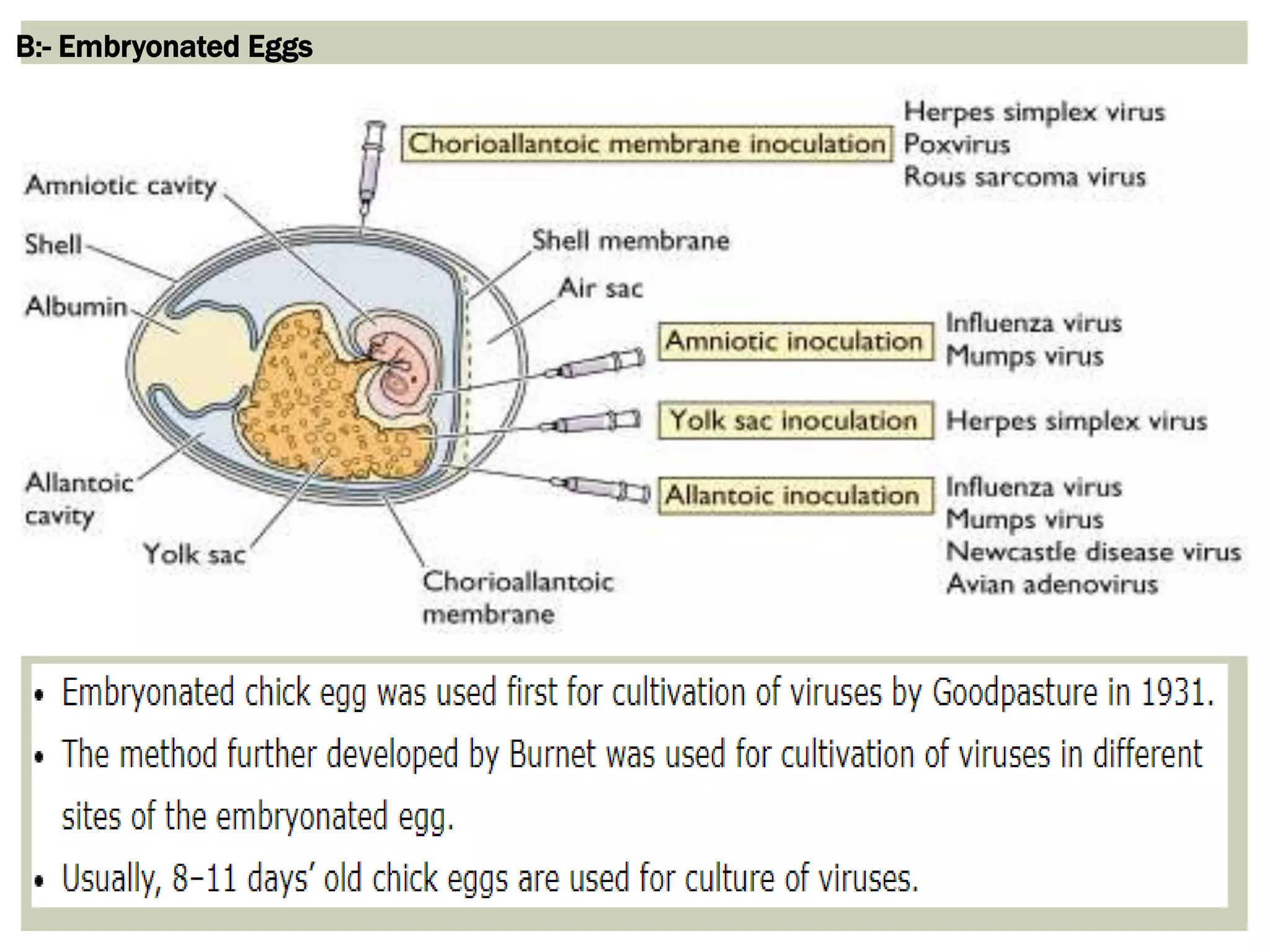 VIRUS ISOLATION | PPTX