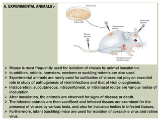 VIRUS ISOLATION | PPTX