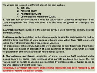 VIRUS ISOLATION | PPTX