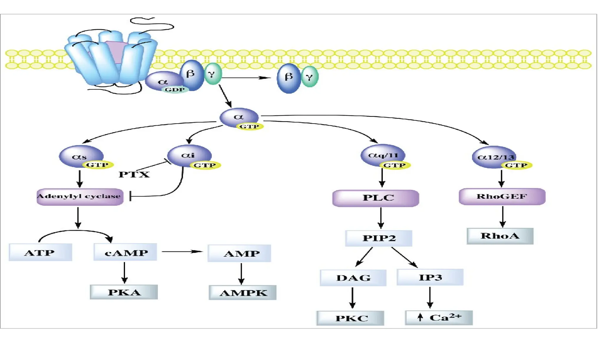 UNIT-III AUTOCOIDS AND RELEATED DRUGS.pptx