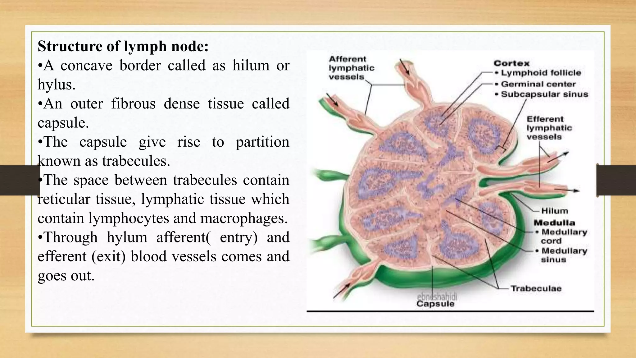 Lymphatic System | PPT
