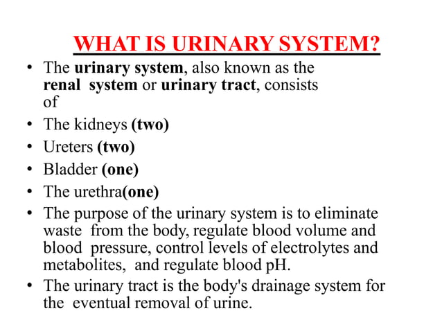 Urinary System.pptx | Chemistry | Science