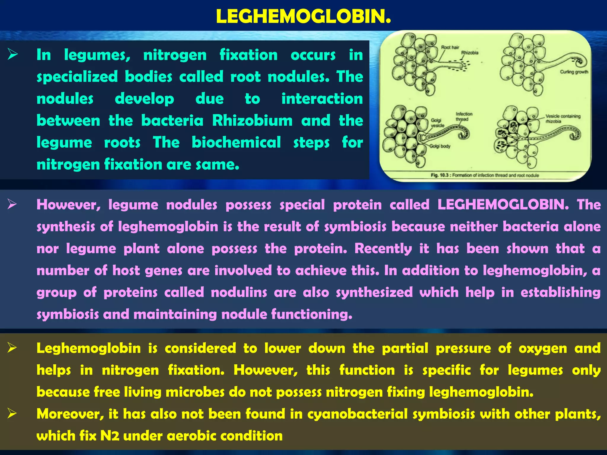 Unit III- Nitrogen metabolism and Growth | PDF