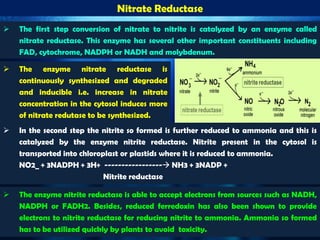 Unit III- Nitrogen metabolism and Growth | PDF