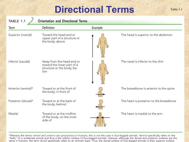 Unit i introduction to anatomical terms | PPT