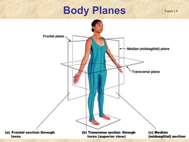 Unit i introduction to anatomical terms | PPT