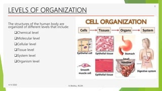 Unit ii, oranization of the body | PDF | Biological Sciences | Science