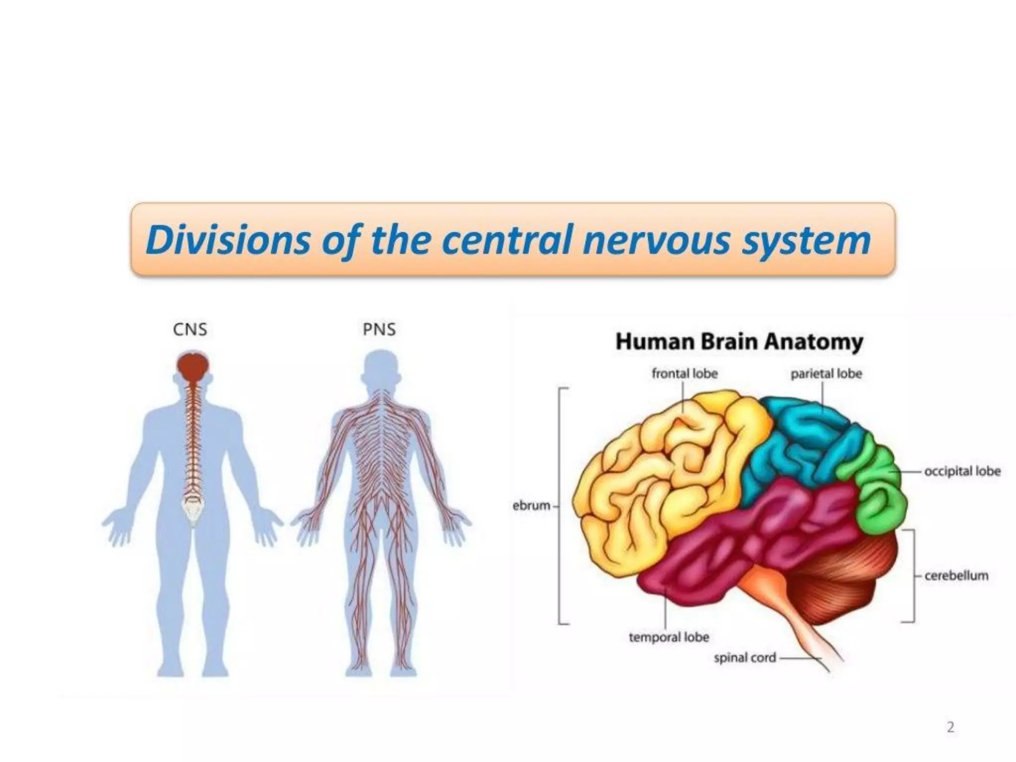 UNIT-I Nervous System.pdf