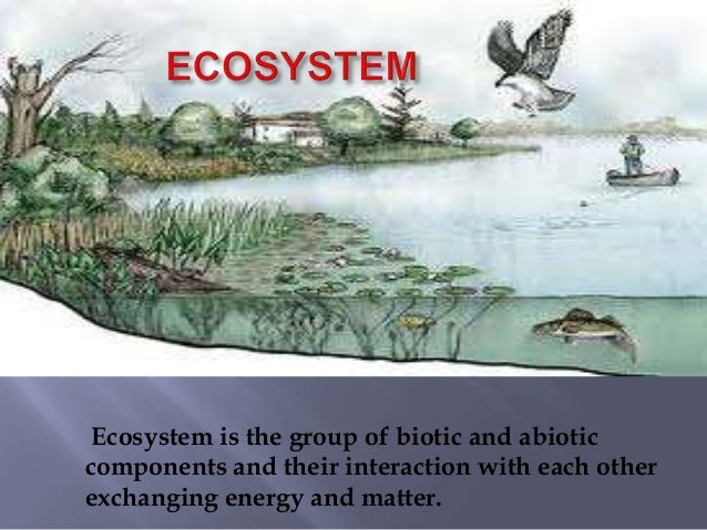 ECOLOGY JOURNAL
