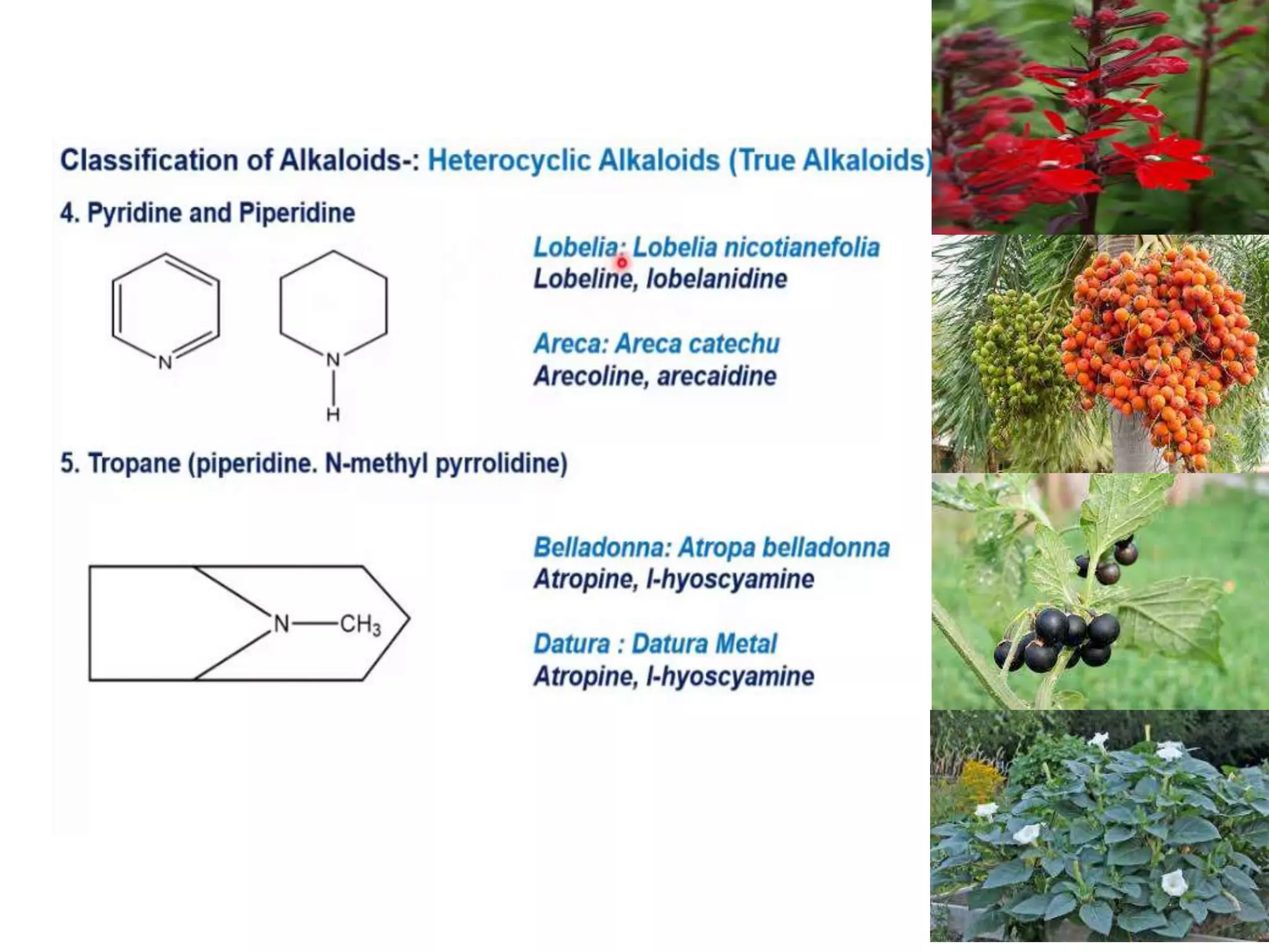 ALKALOIDS -Defination, Classification.Properties and chemical tests | PPT