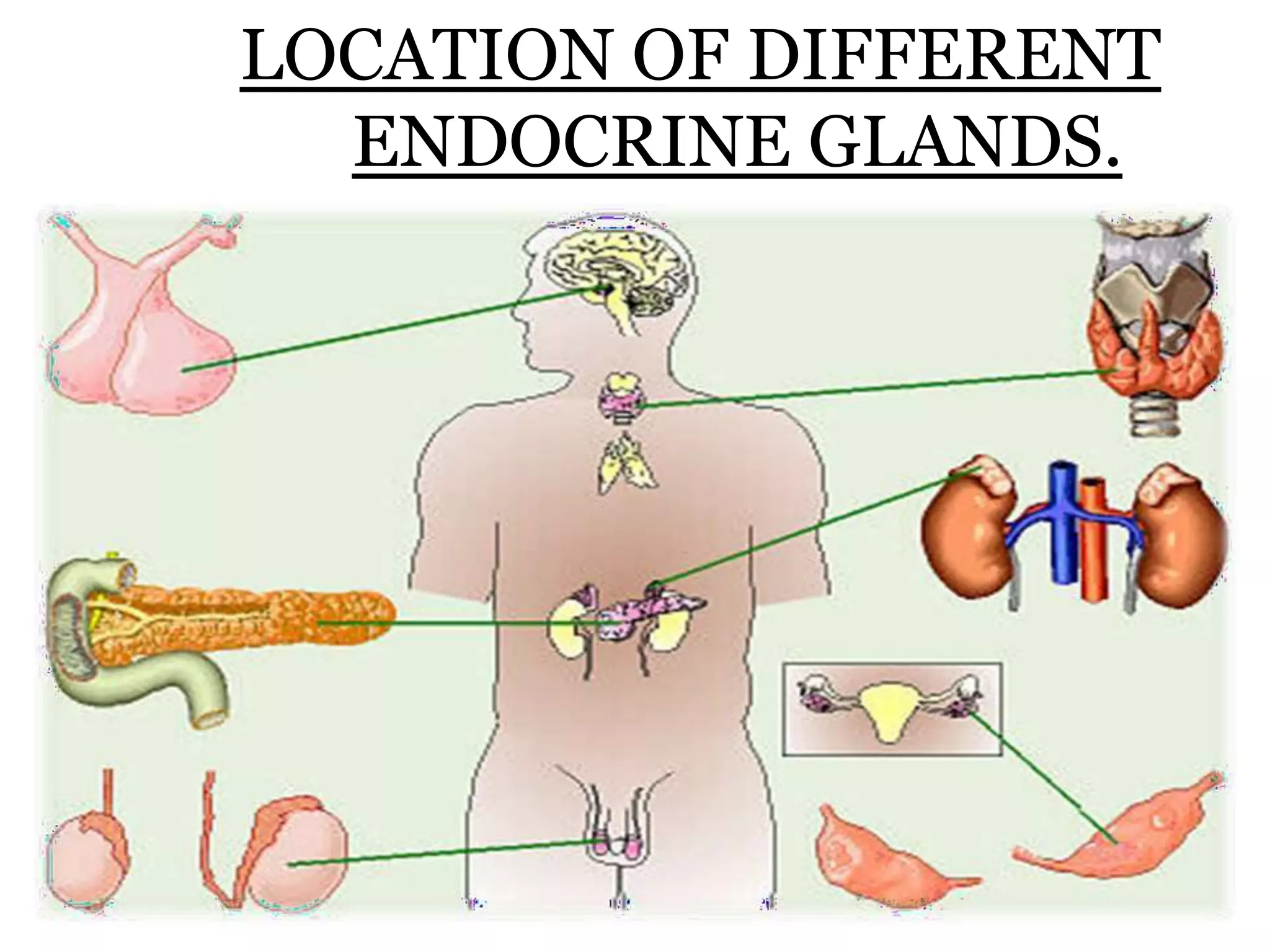 Endocrine System. | PPT