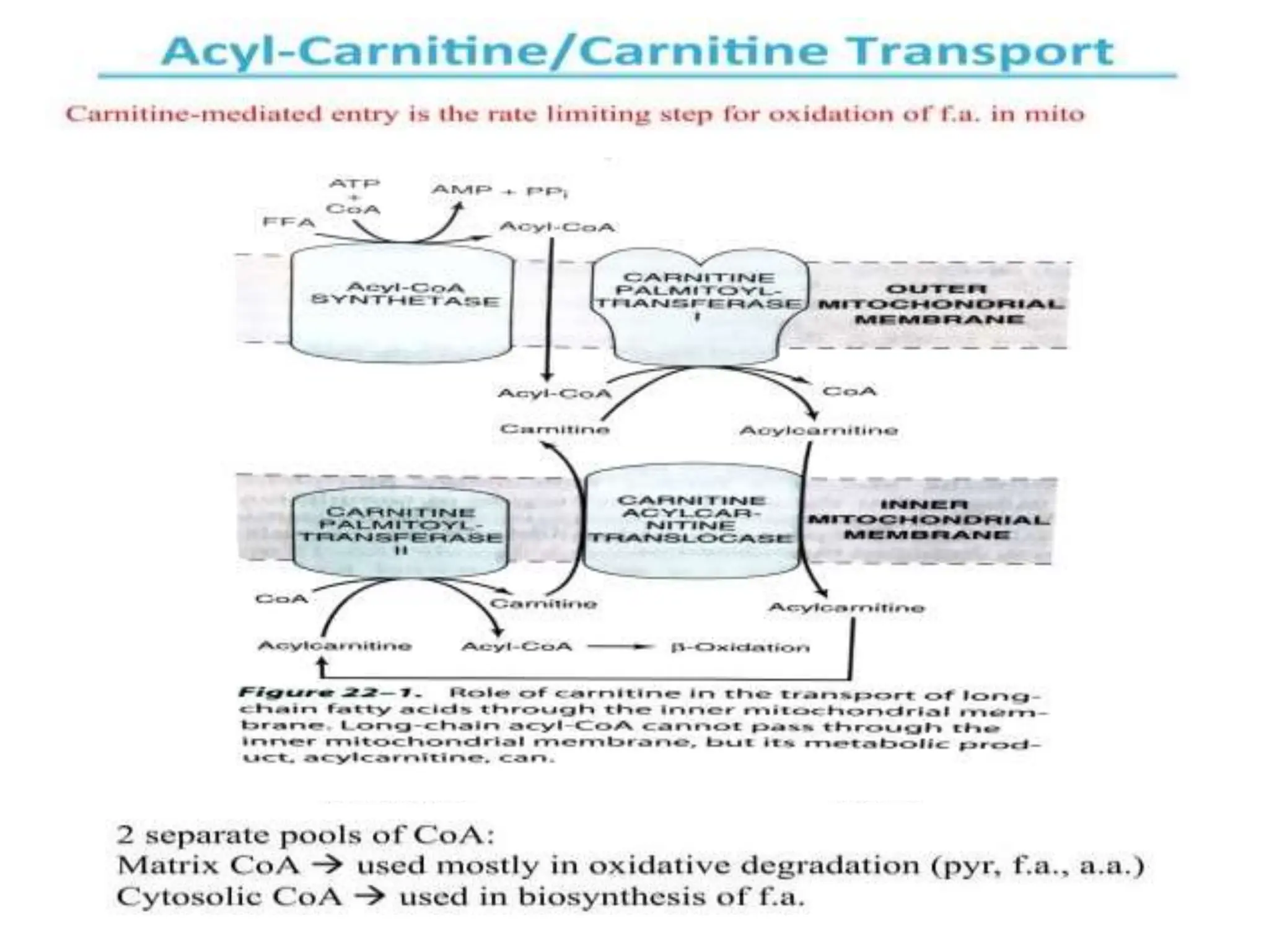 UNIT-IV LIPIDS Final.pptx