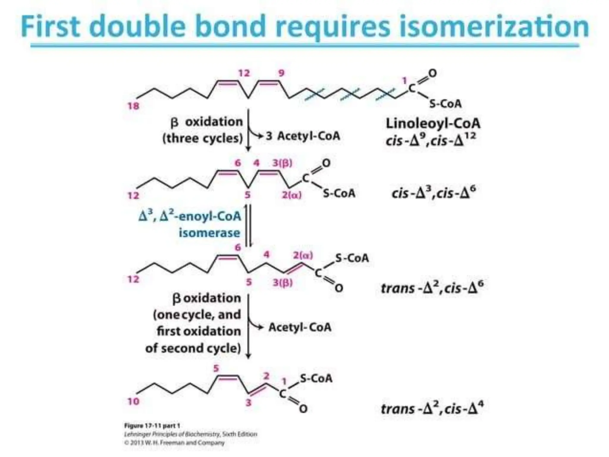 UNIT-IV LIPIDS Final.pptx