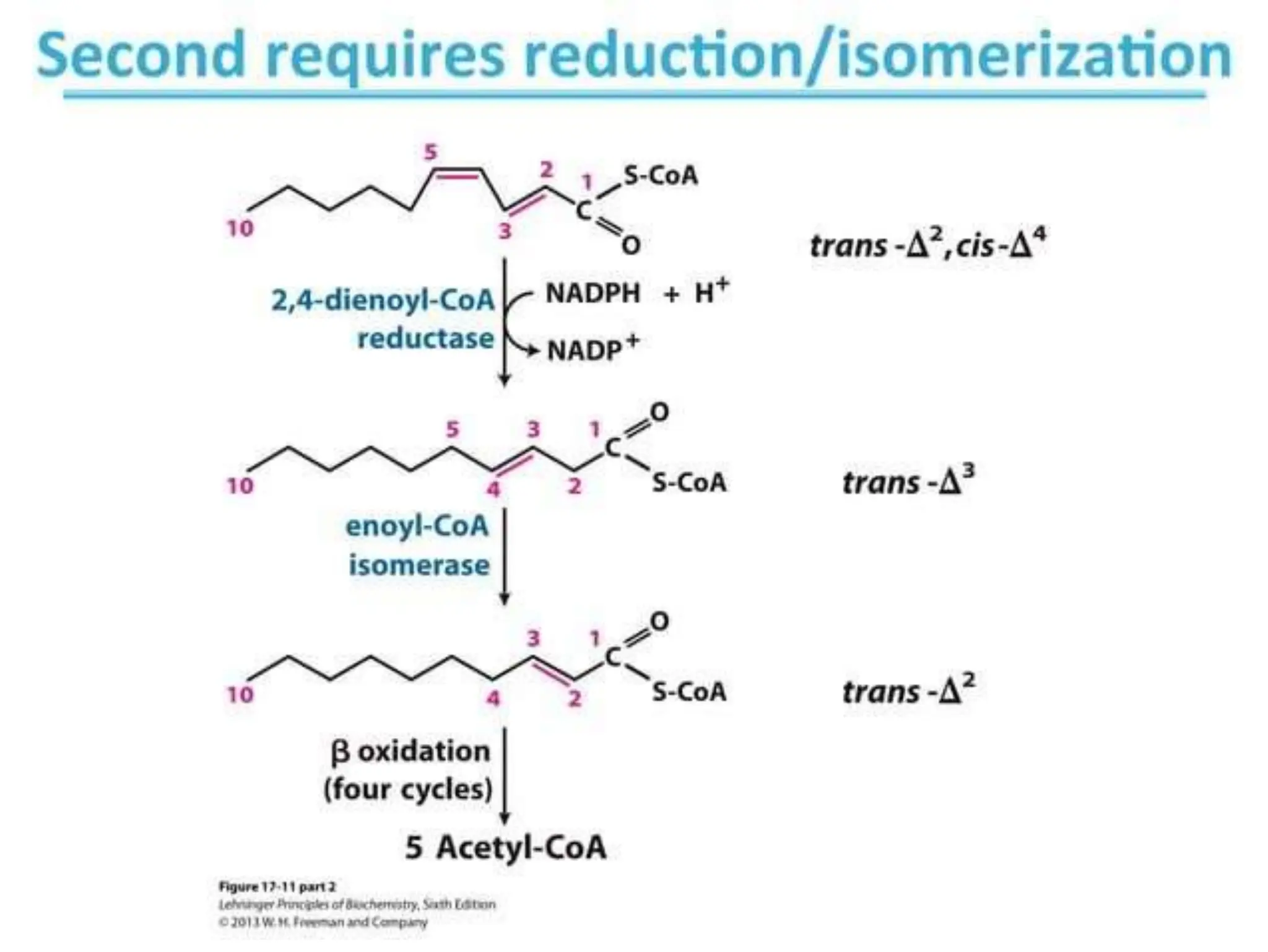UNIT-IV LIPIDS Final.pptx