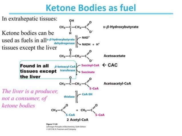 UNIT-IV LIPIDS Final.pptx