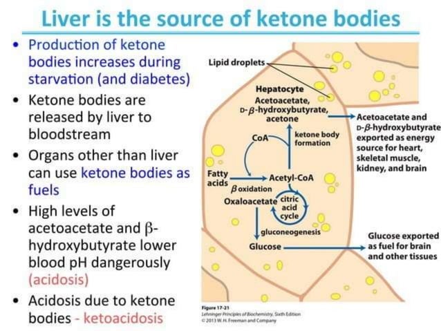 UNIT-IV LIPIDS Final.pptx