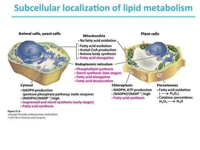 UNIT-IV LIPIDS Final.pptx