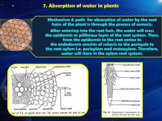 Unit- I -Water Relations in Plant Metabolism | PDF