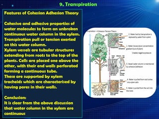 Cohesion In Plants