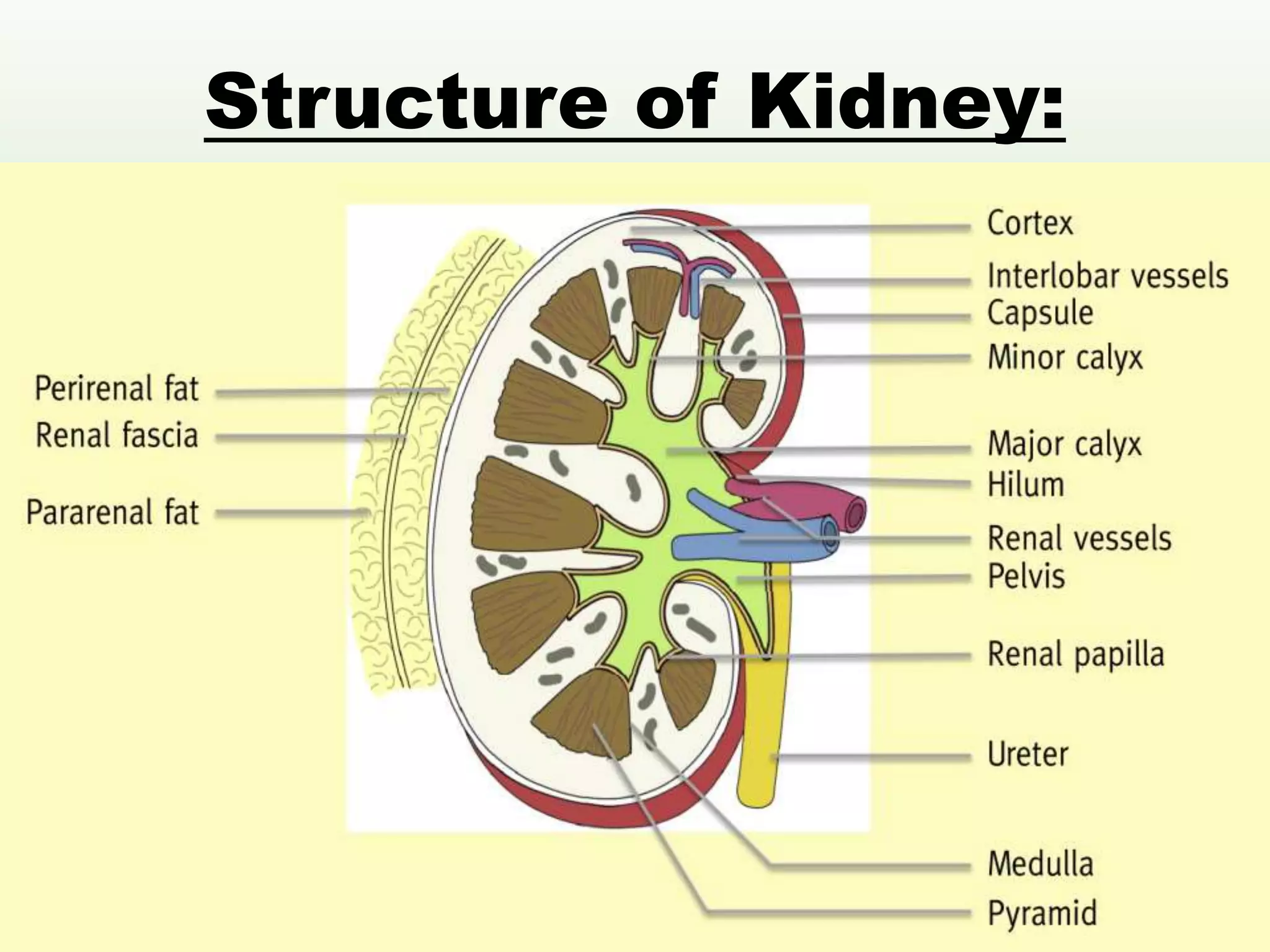 Unit- IX Excretory System.pptx