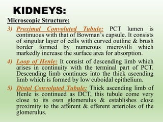Unit- IX Excretory System.pptx